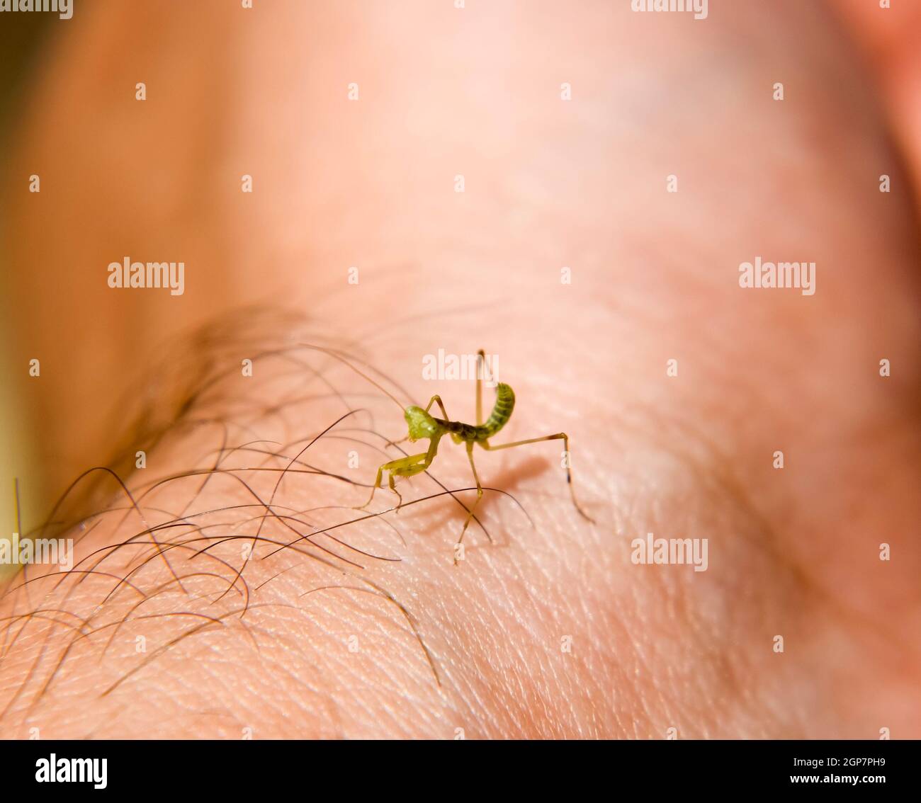 Larva of the mantis. Nymph mantis, Growing insect. Mantis on the hand ...