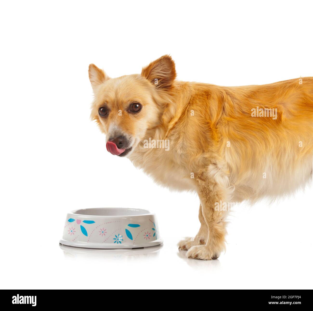 Spitz dog eating on white background Stock Photo - Alamy