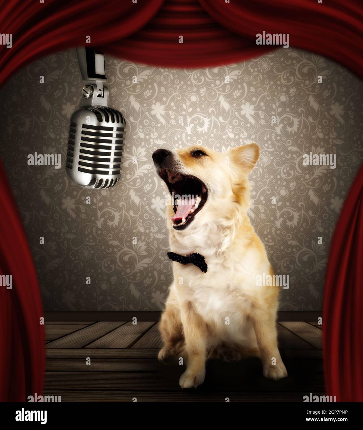 Spitz dog with microphone in singing performance on stage Stock Photo ...