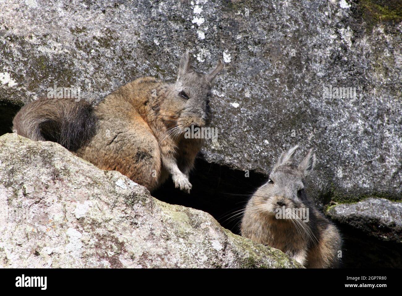 Northern Viscachas (Lagidium peruanum) at Machu Picchu, Peru Stock ...