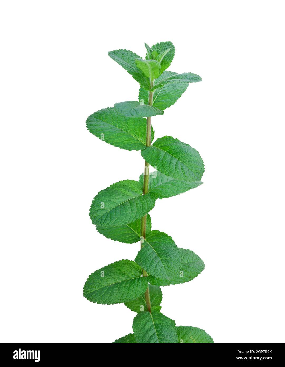 Fresh mint (melissa) on a white background Stock Photo - Alamy