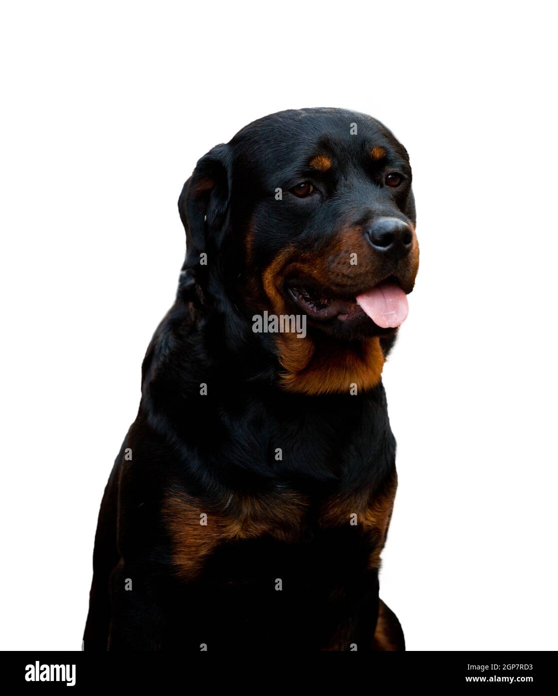 Portrait Rottweiler on white background Stock Photo - Alamy