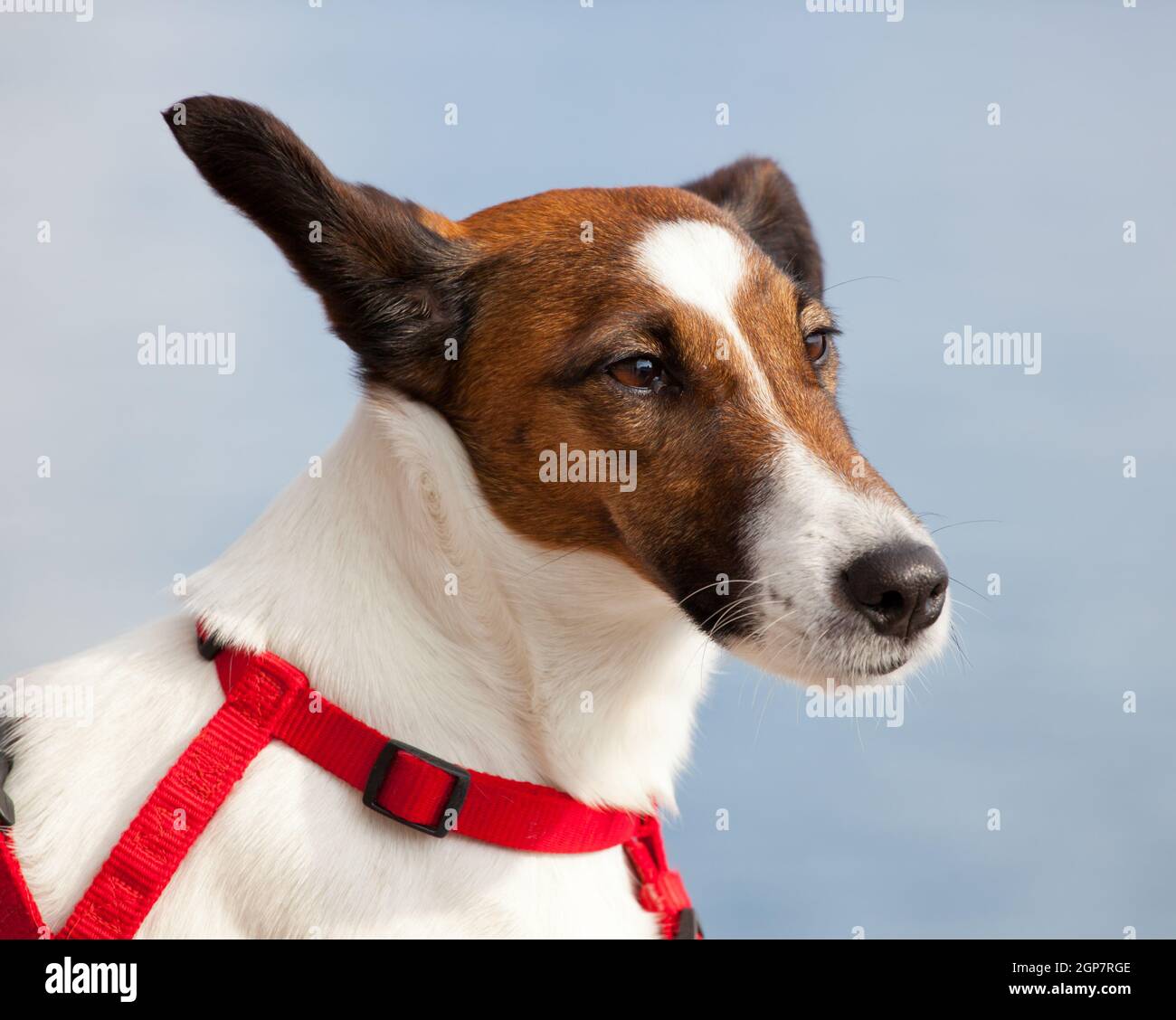 Jack Russel dog lying down on the Naples waterfront Stock Photo - Alamy