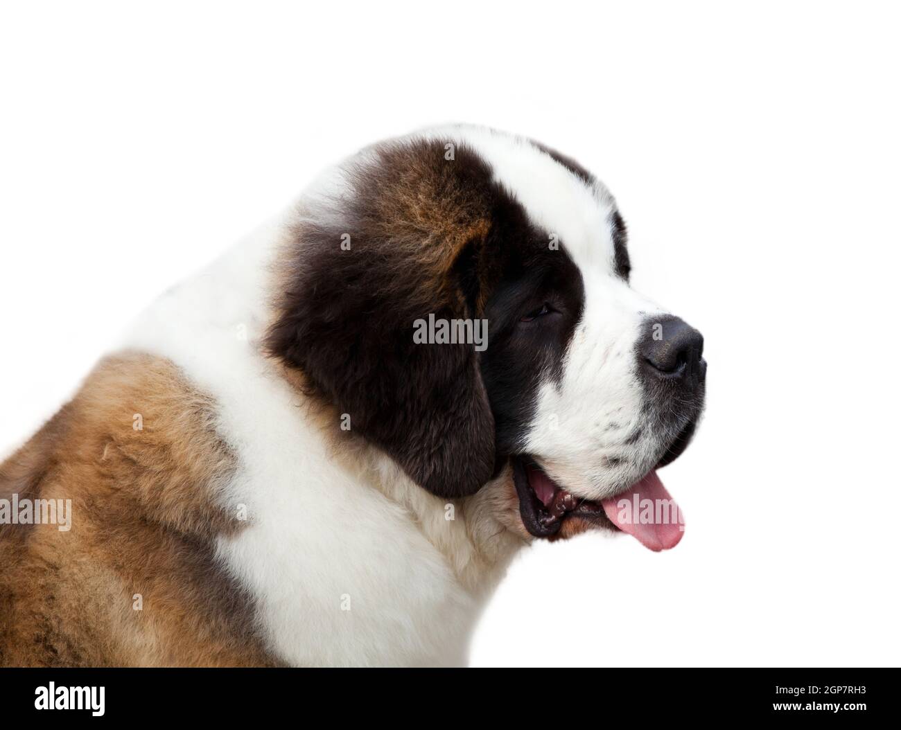 Portrait of a purebred Saint Bernard isolated on white background Stock ...