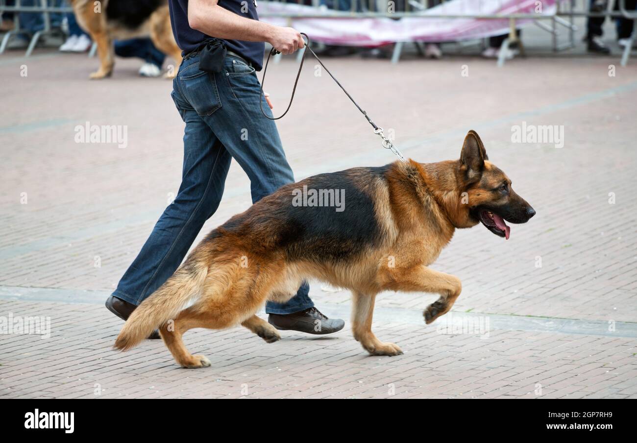 Walking dog with german shepherd with his master Stock Photo - Alamy