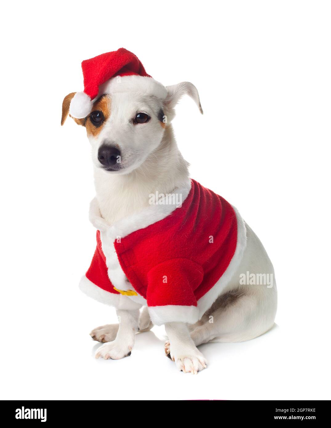 Young Jack Russel wearing santa claus dress on white background Stock ...