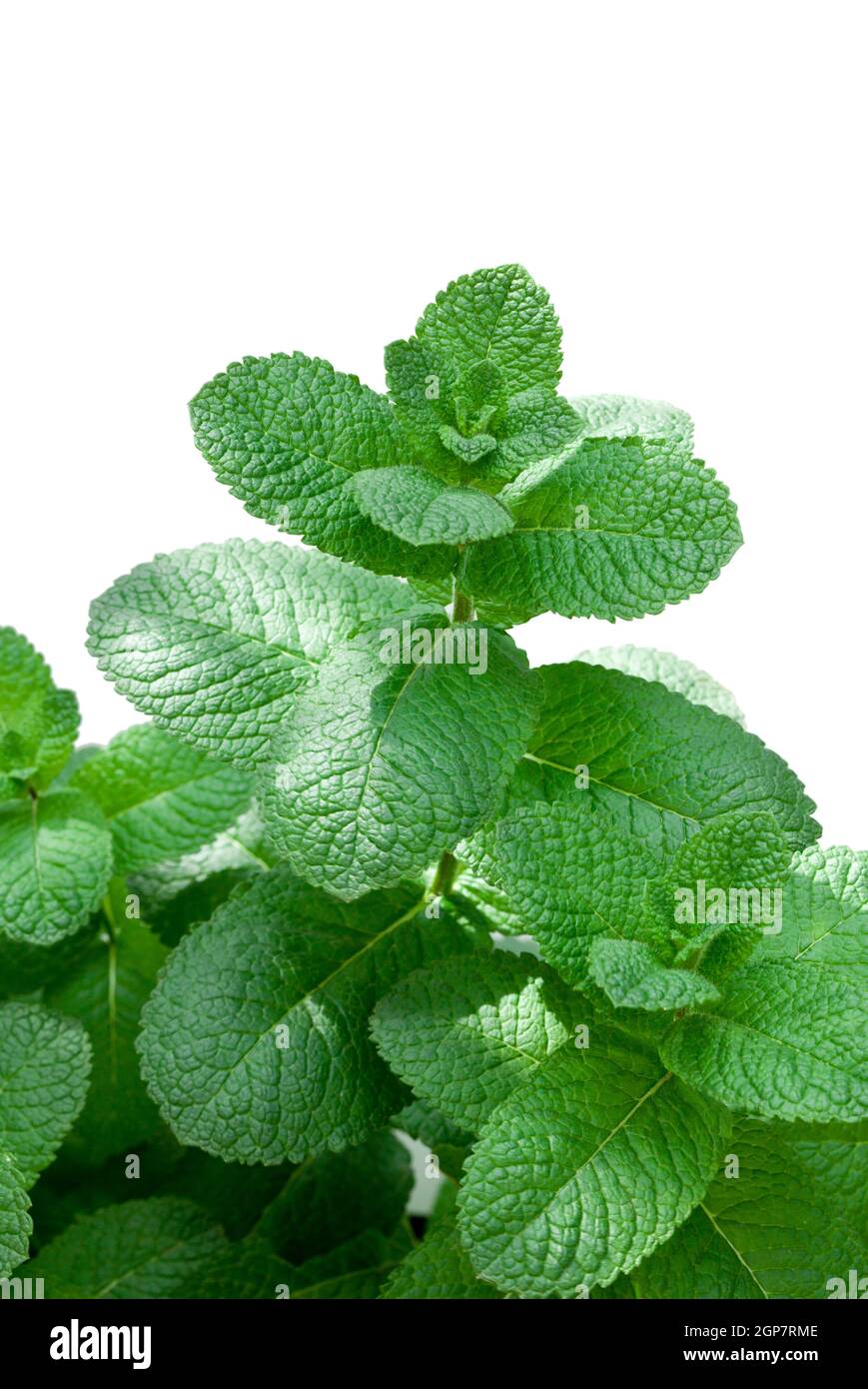 Fresh mint (melissa) on a white background Stock Photo - Alamy