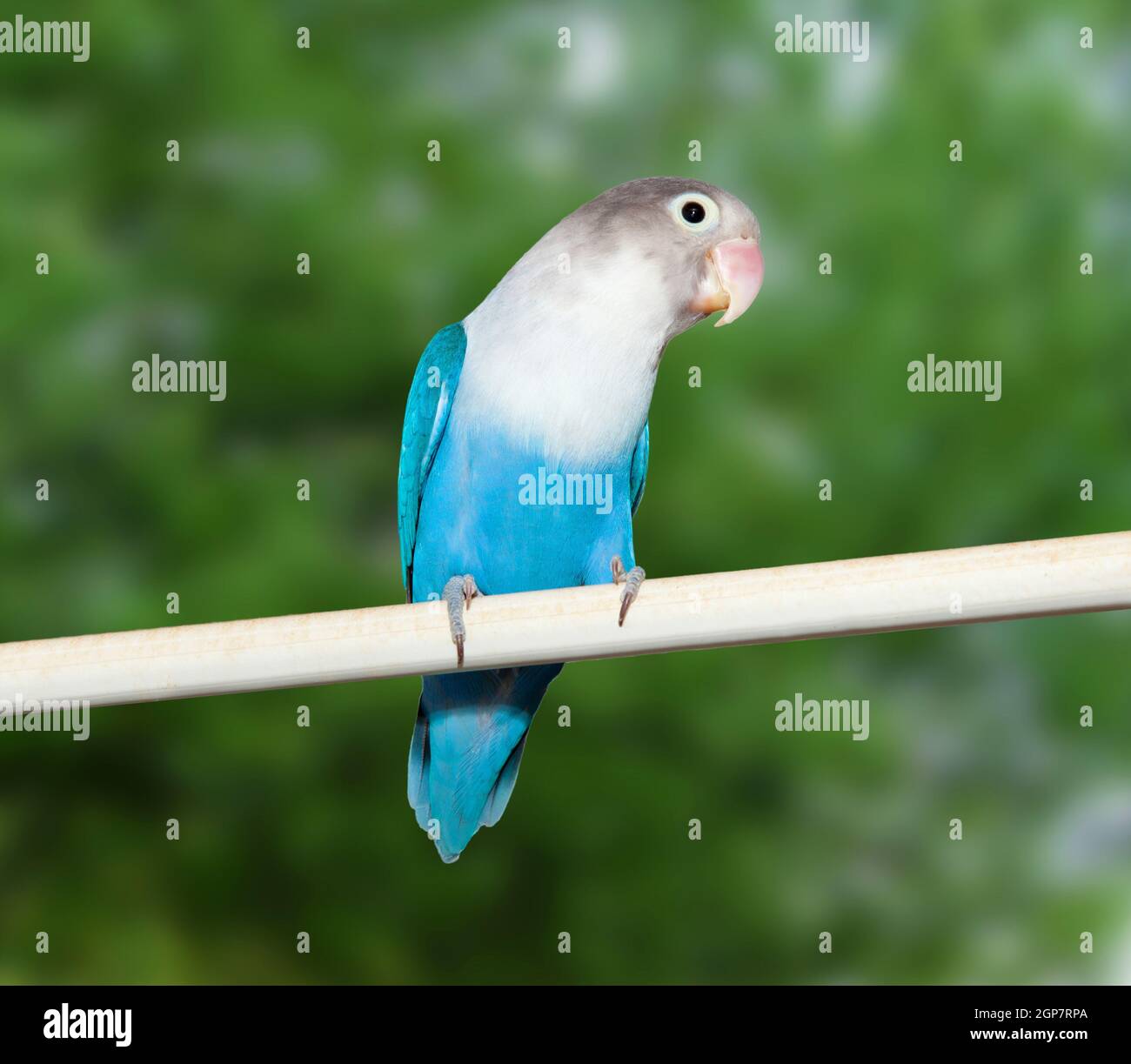 Blue budgerigar (Fischer's Lovebird Clarified blue morph) on nature ...