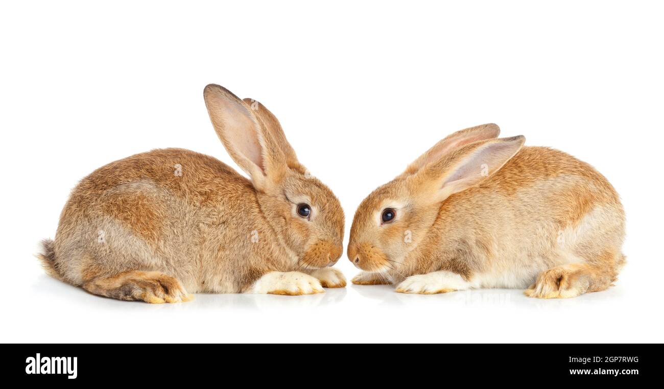 Tow cute rabbits sitting on white background Stock Photo - Alamy