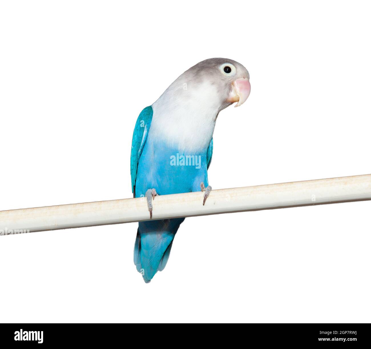 Dutch Blue Lovebird