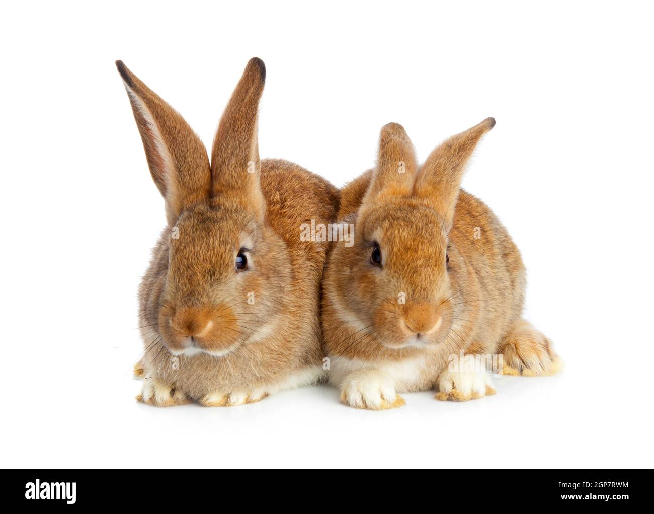 Tow cute rabbits sitting on white background Stock Photo - Alamy