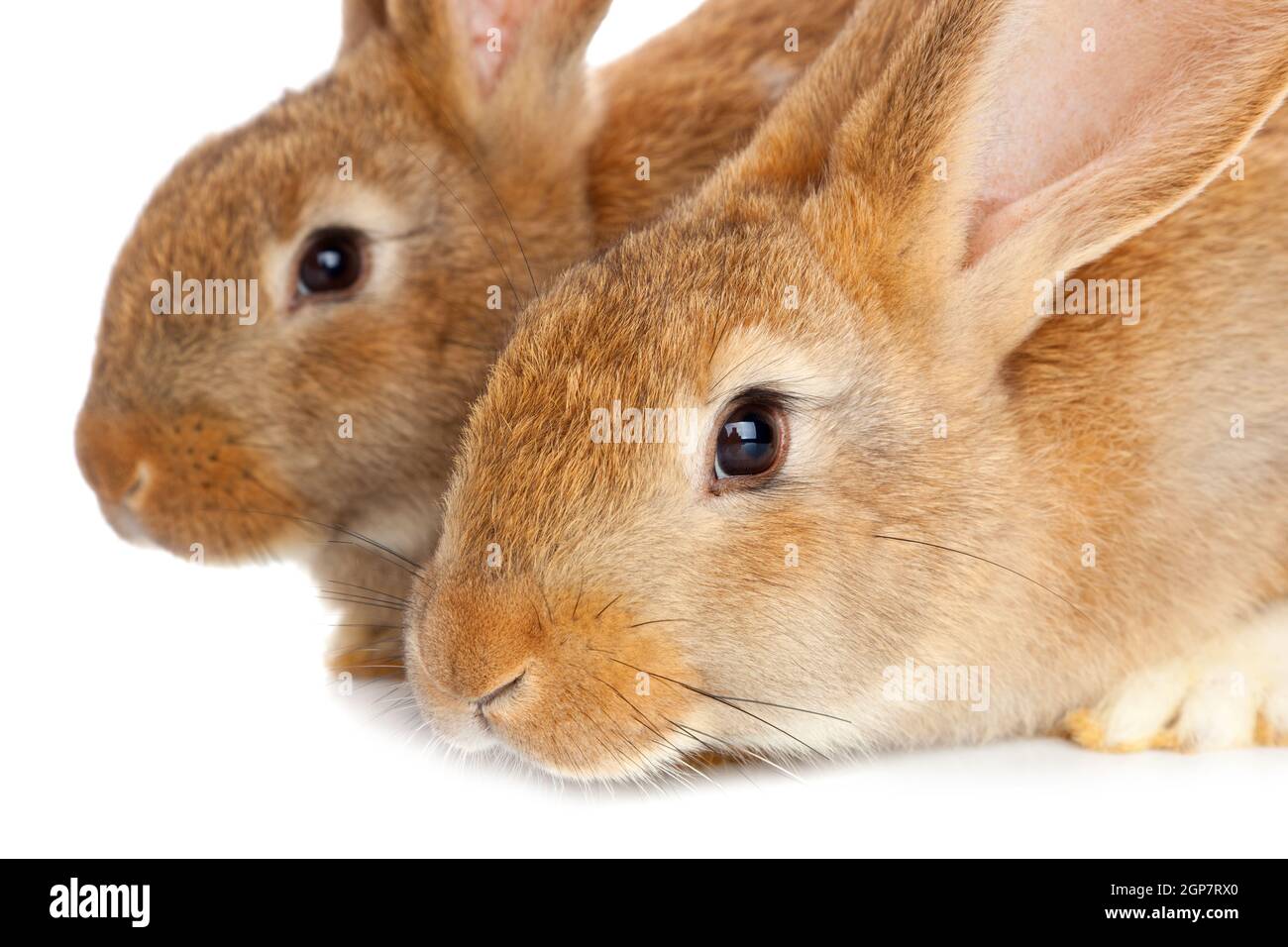 Tow cute rabbits sitting on white background Stock Photo - Alamy