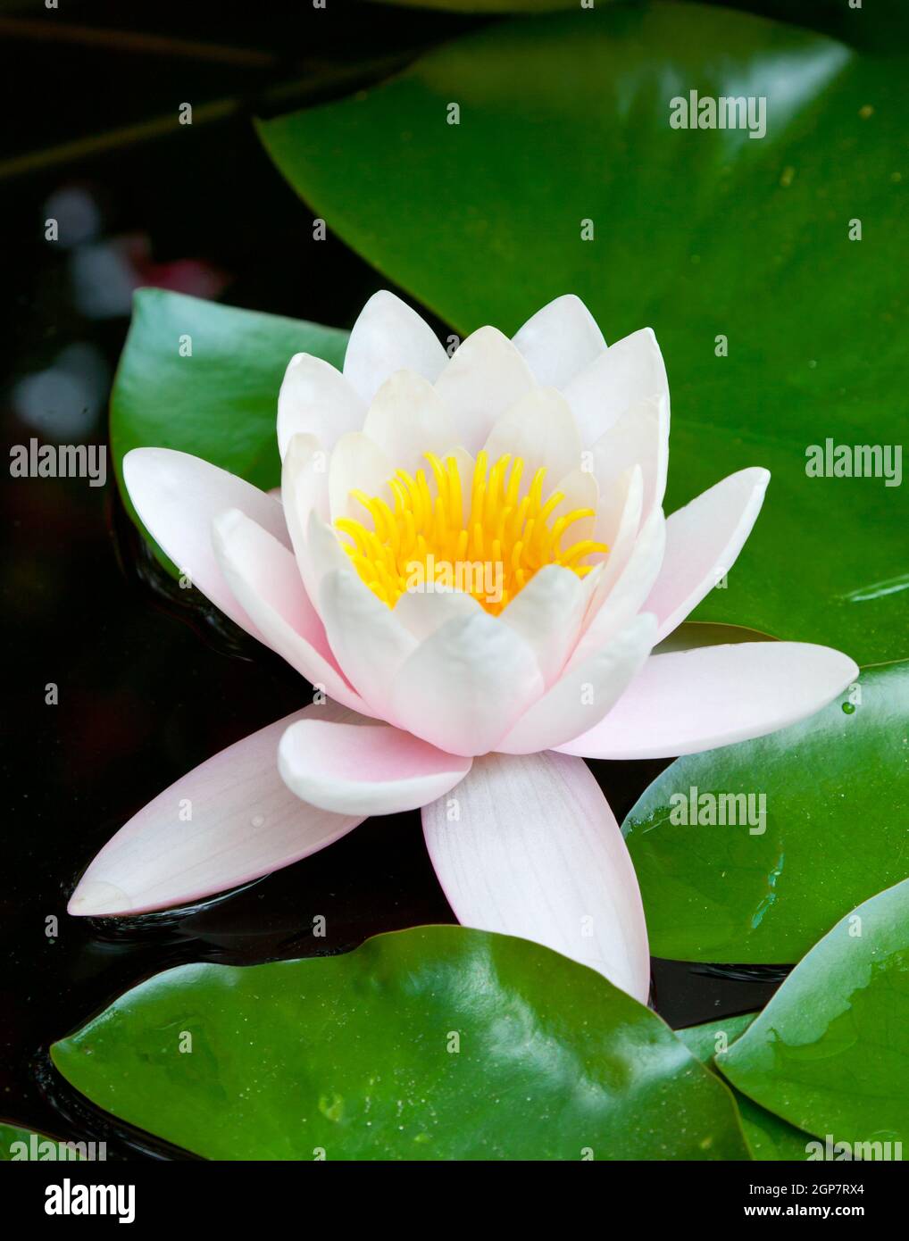Nature background - beautiful blooming white lotus Stock Photo - Alamy