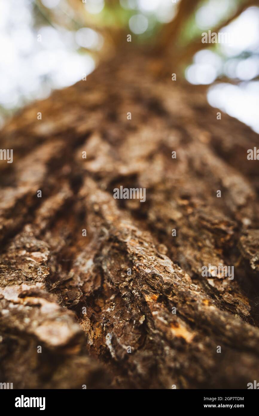 Selective focus on trunk of a conifer tree. Macro and detail of the ...