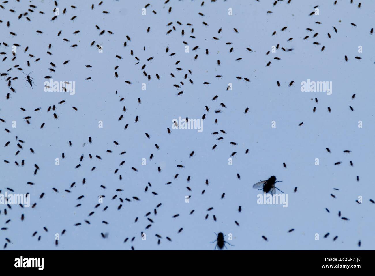 Many flies on a glass Stock Photo - Alamy