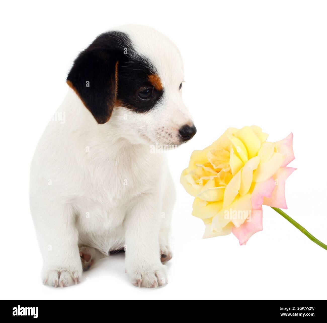 Jack Russell puppy with a big rose on white background Stock Photo - Alamy