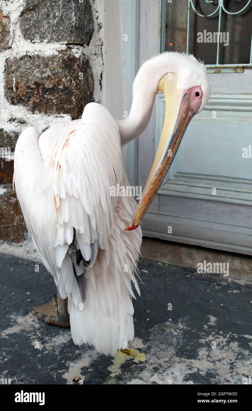 Pelican in beautiful Greek island Mykonos, Greece Stock Photo - Alamy