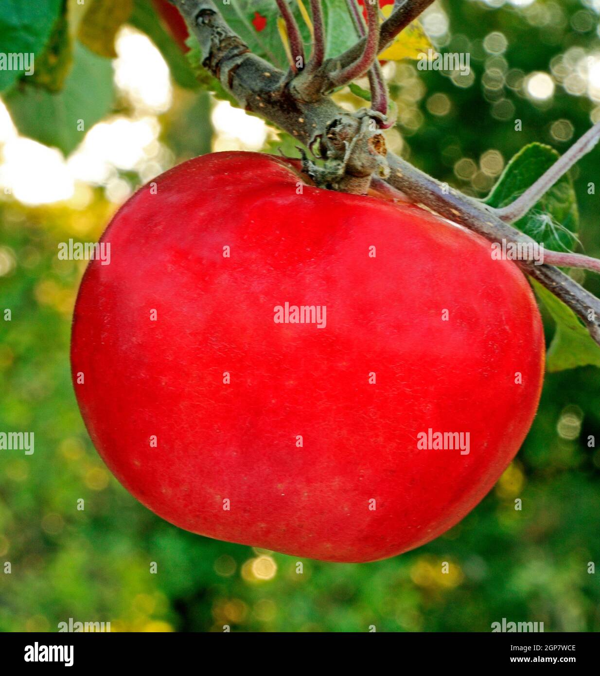 Apple 'Red Victoria', culinary variety, malus domestica, apples ...