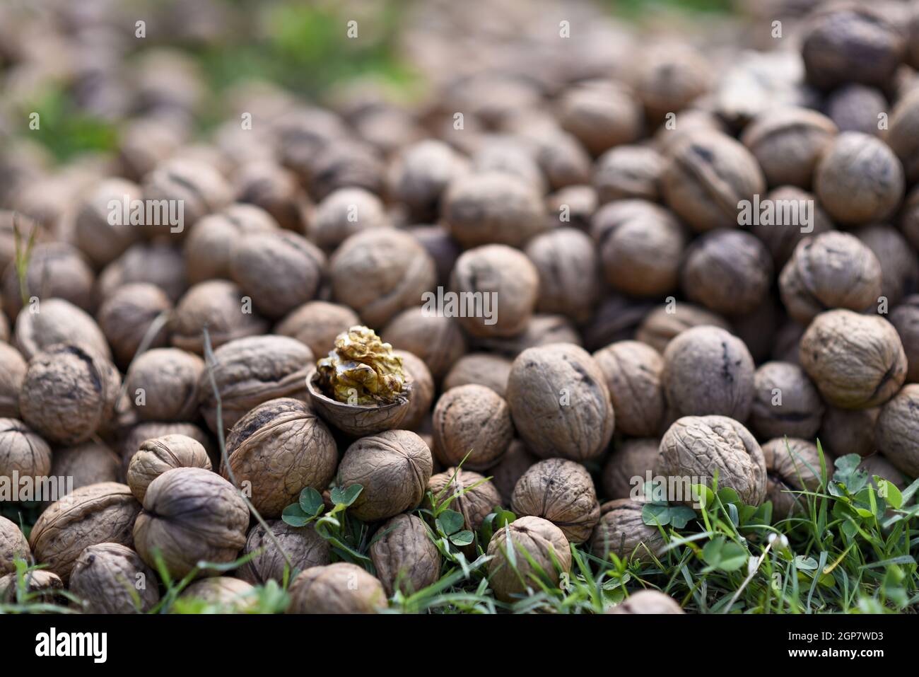 Srinagar, India. 28th Sep, 2021. A view of dried walnuts during ...