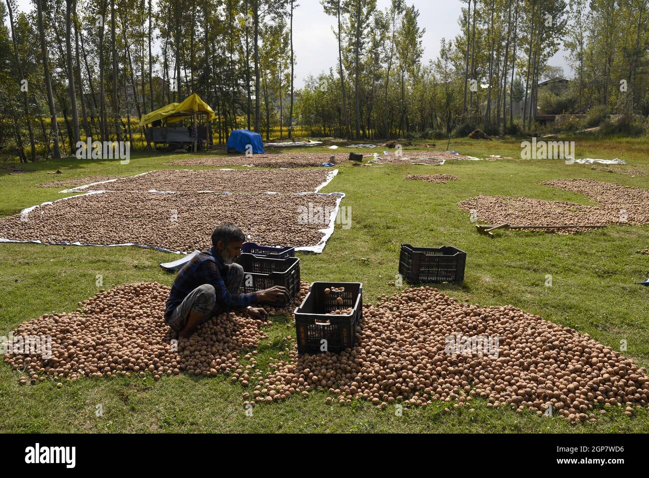 A Kashmiri farmer dries walnuts during harvesting season in the ...