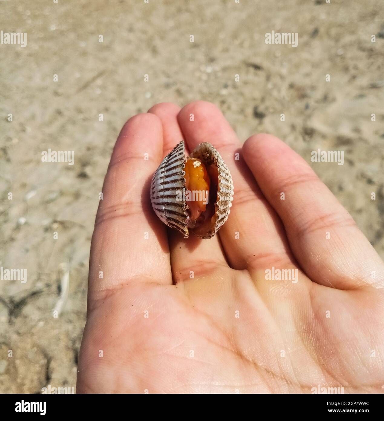 very big delicious cockle clam seafood compared with hand Stock Photo ...
