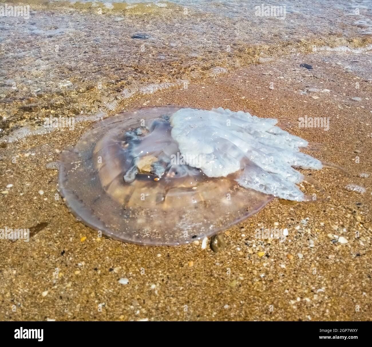 Dead jellyfish in shallow water. Jellyfish Rhizostoma root rope, thrown ...