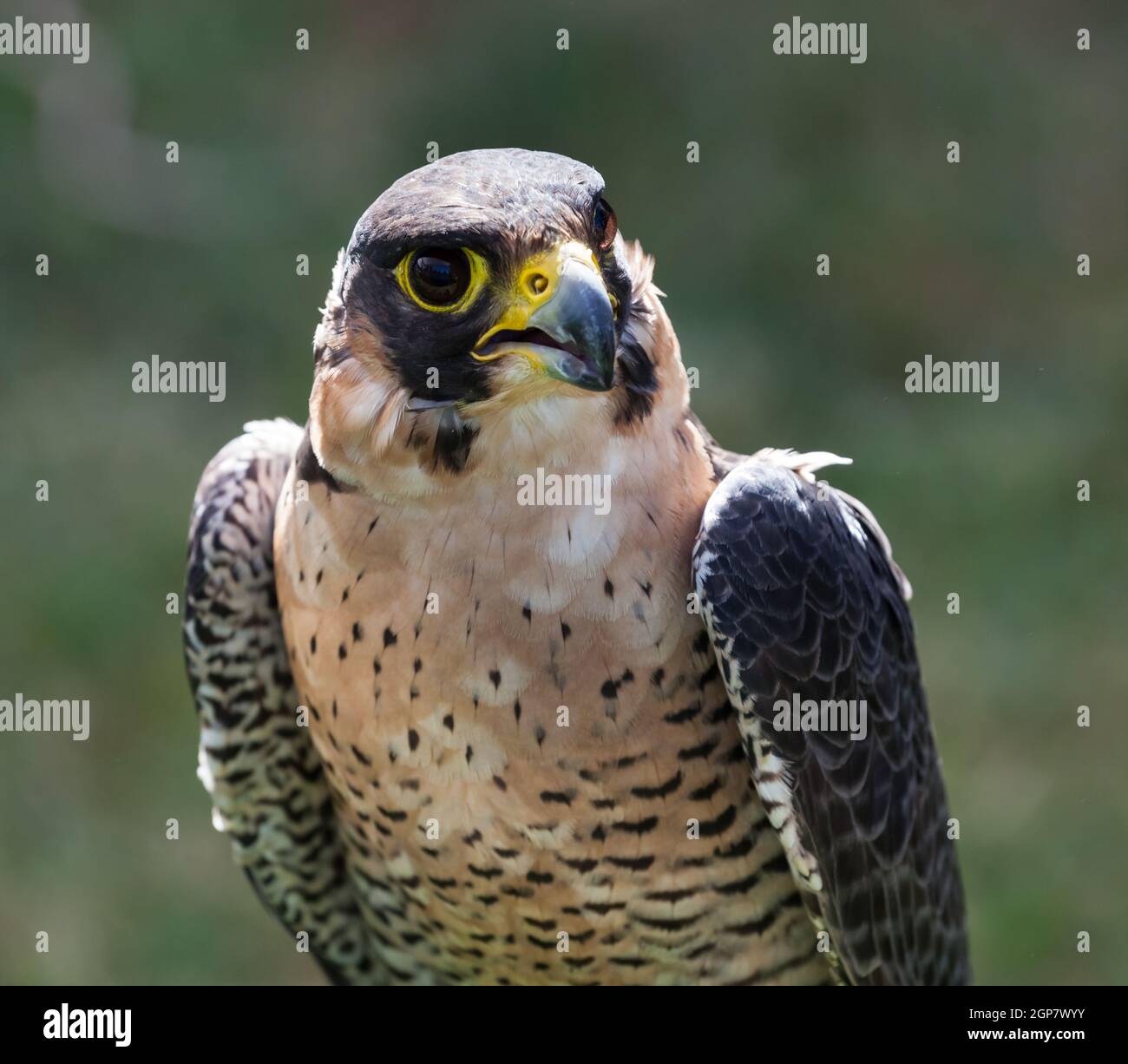 Peregrine falcon head shot hi-res stock photography and images - Alamy