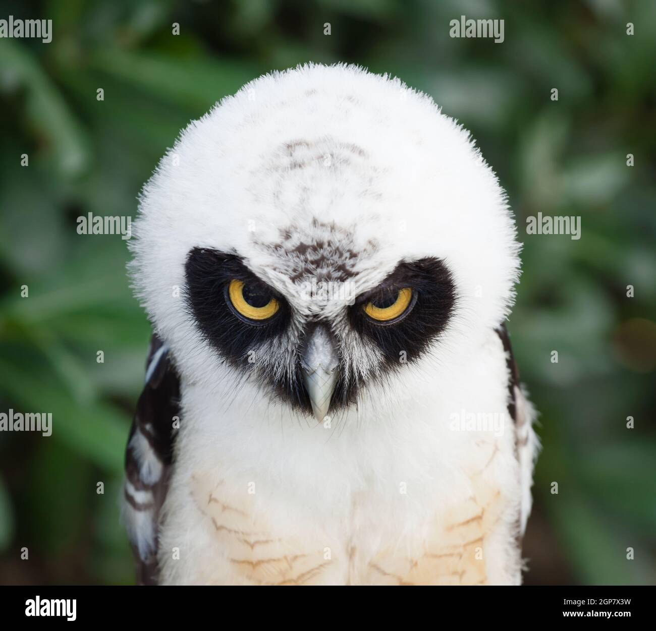Spectacled eagle owl hi-res stock photography and images - Alamy