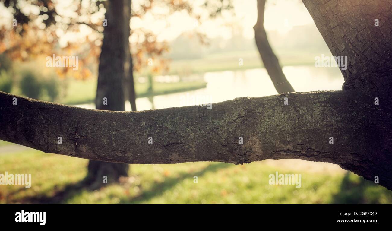 Horizontal branch of a tree with natural background Stock Photo - Alamy