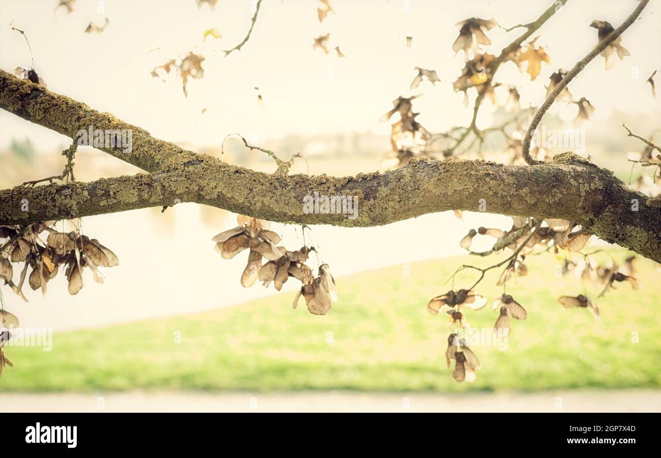 Horizontal branch of a tree with natural background Stock Photo - Alamy