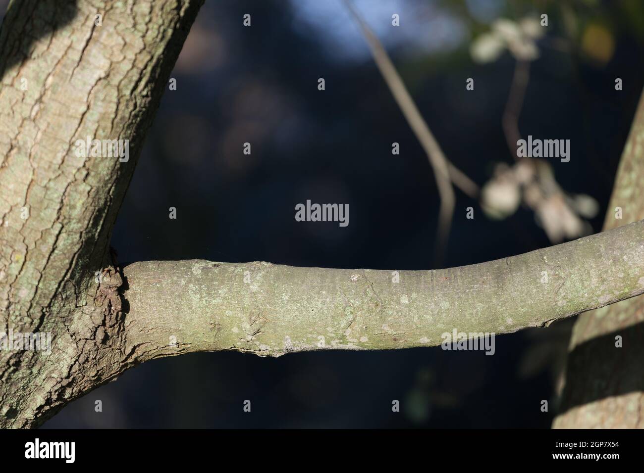 Horizontal branch of a tree with natural background Stock Photo - Alamy