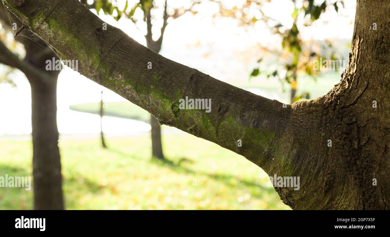 Horizontal branch of a tree with natural background Stock Photo - Alamy