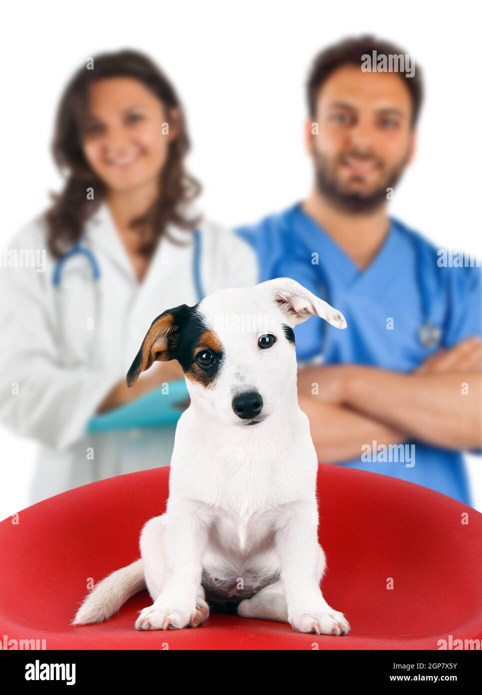 Two veterinarians with a jack russell on white background Stock Photo ...