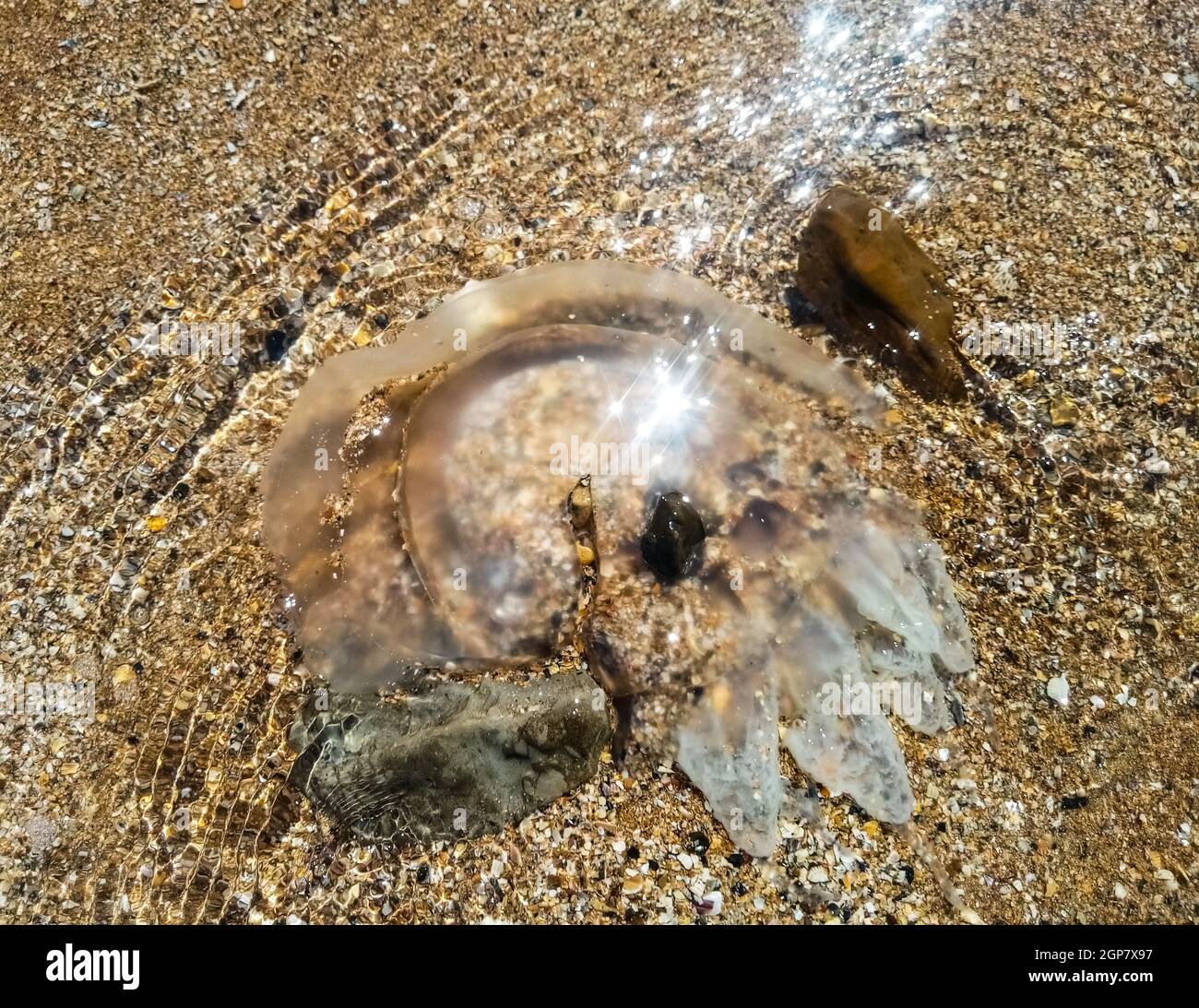 Dead jellyfish in shallow water. Jellyfish Rhizostoma root rope, thrown ...