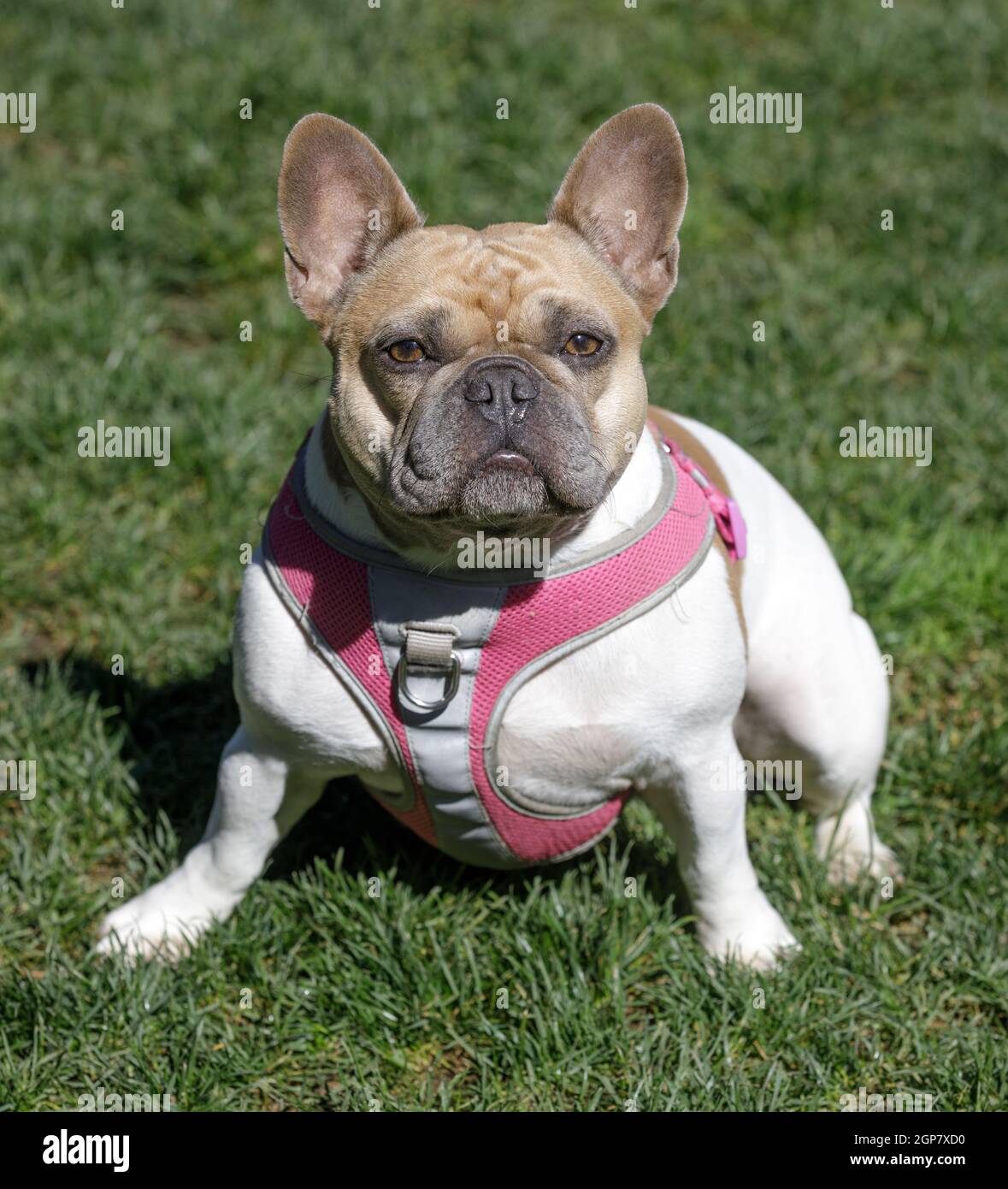 3.5-Year-Old Tan and White Piebald Female Frenchie Sitting and Looking ...