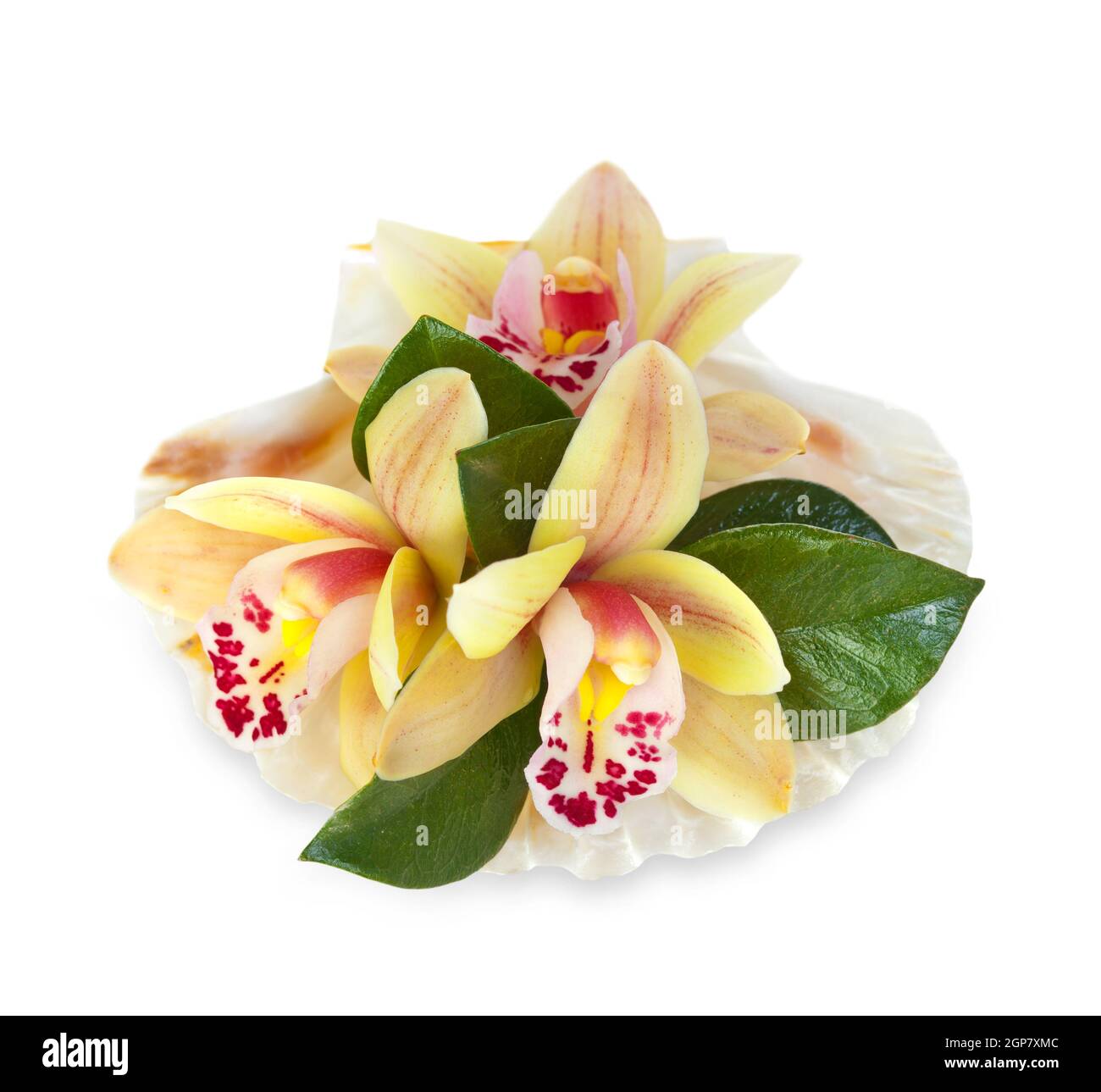 Orchid flowers in the seashell on white background Stock Photo - Alamy
