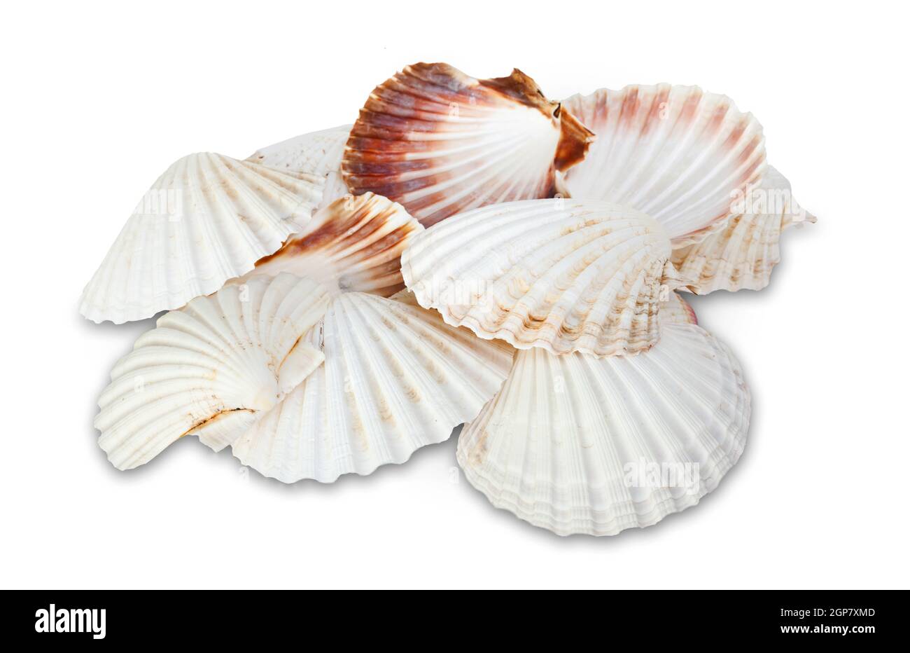Scallop shell white isolated studio shot Stock Photo - Alamy
