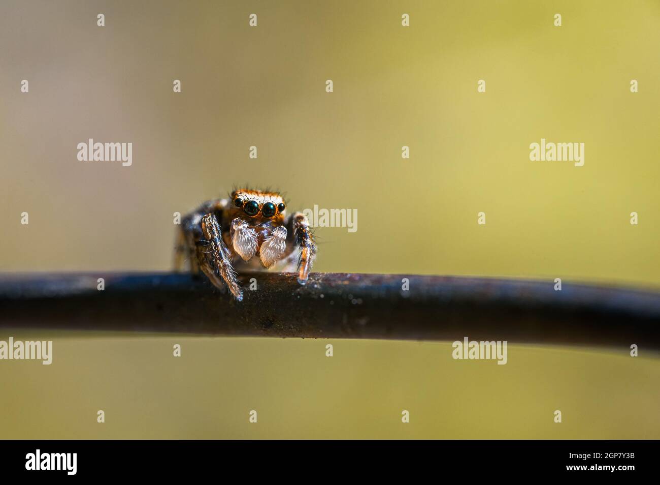 Little cute jumping spider with big black eyes. Facing the camera. Cozy ...