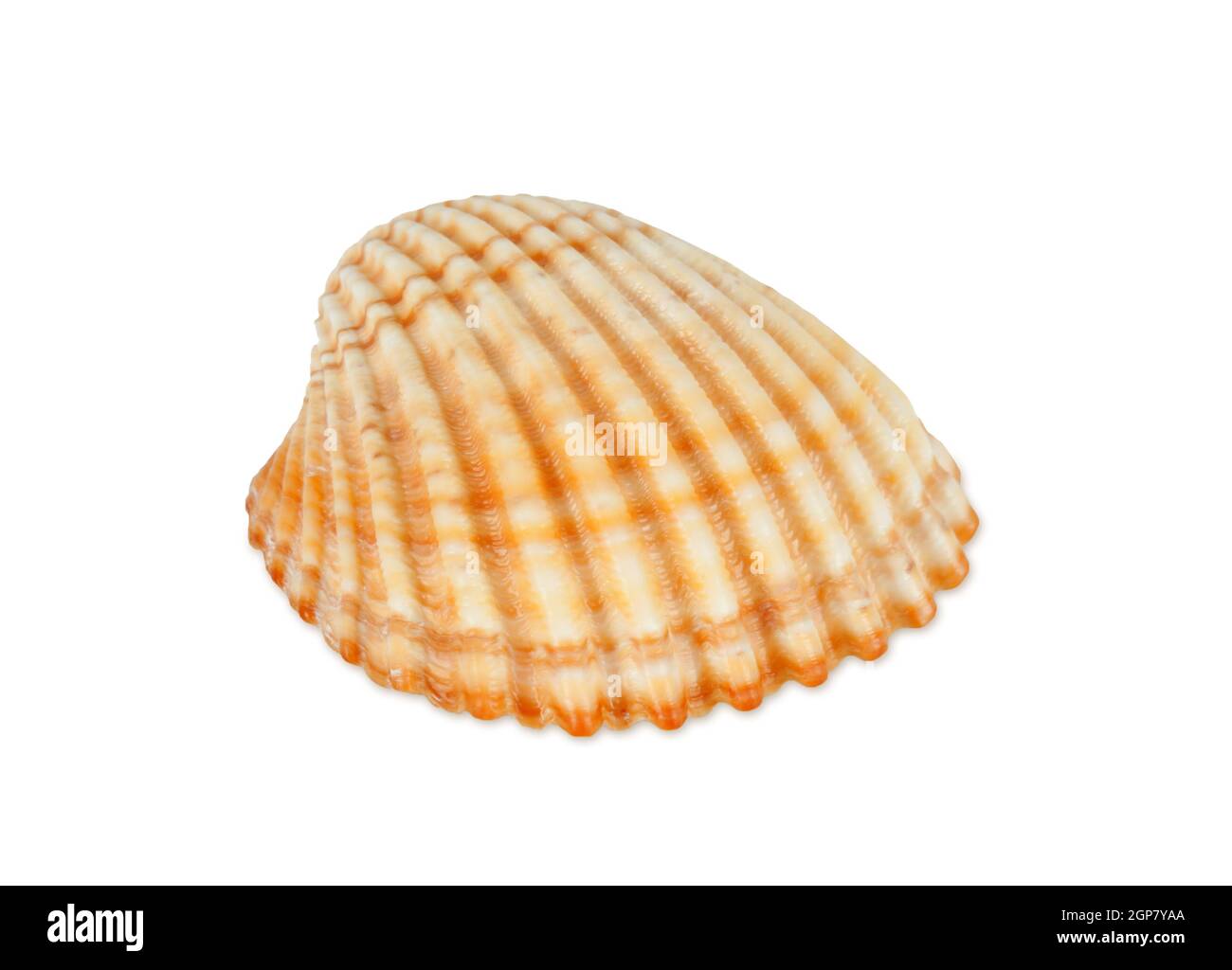 Close up of ocean shell isolated on white background Stock Photo - Alamy
