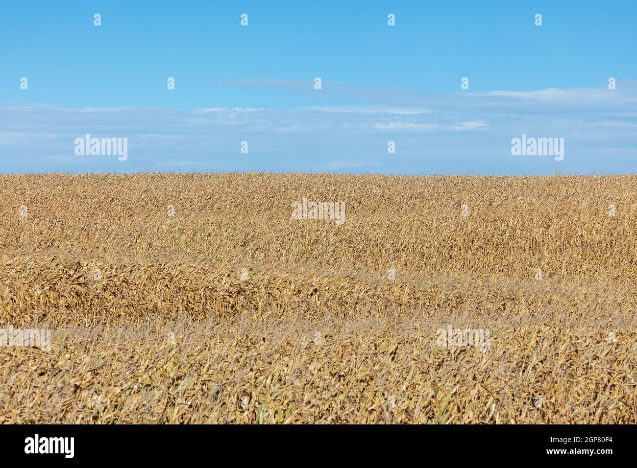 Amber waves of grain hi-res stock photography and images - Alamy