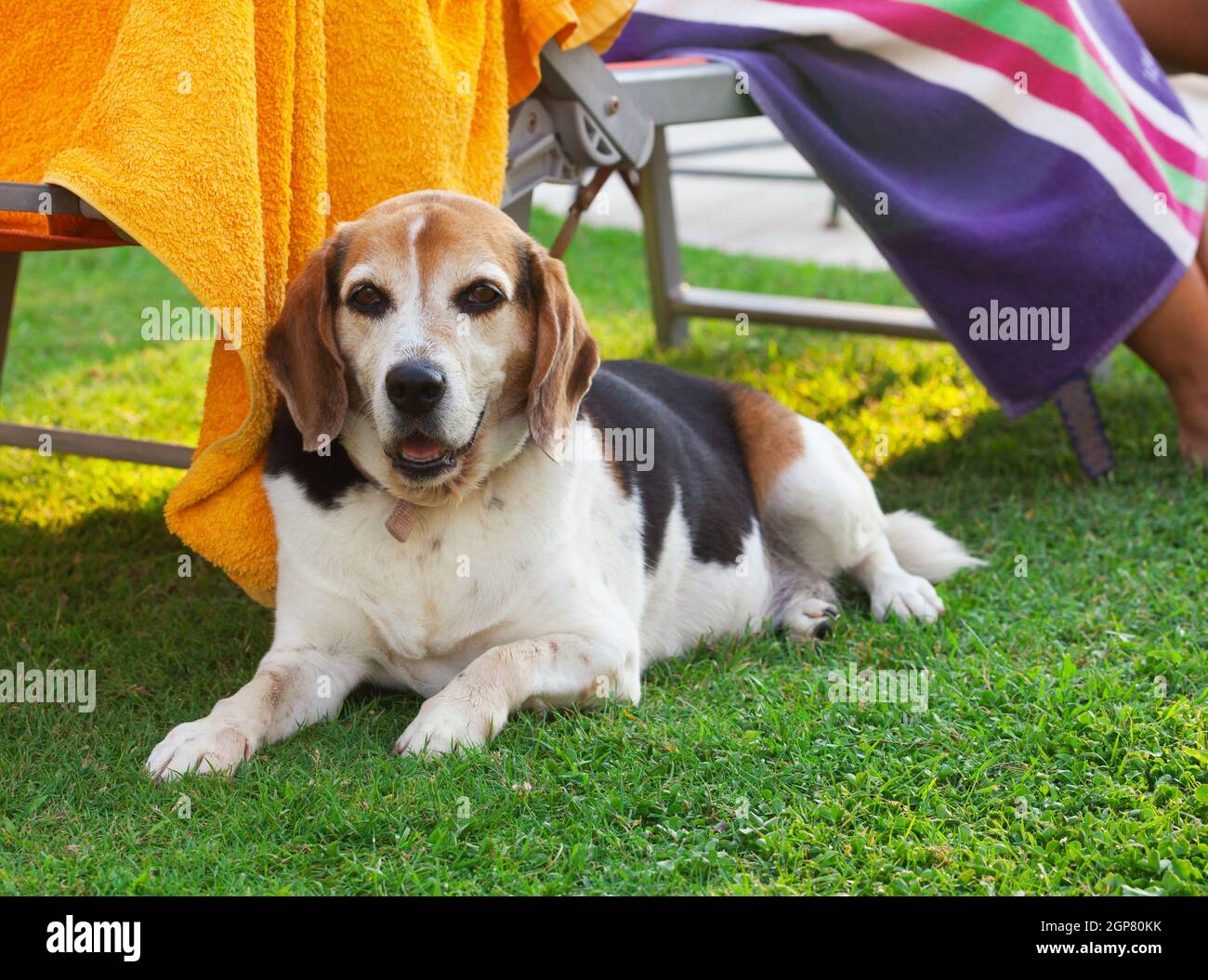 Adult beagle hi-res stock photography and images - Alamy