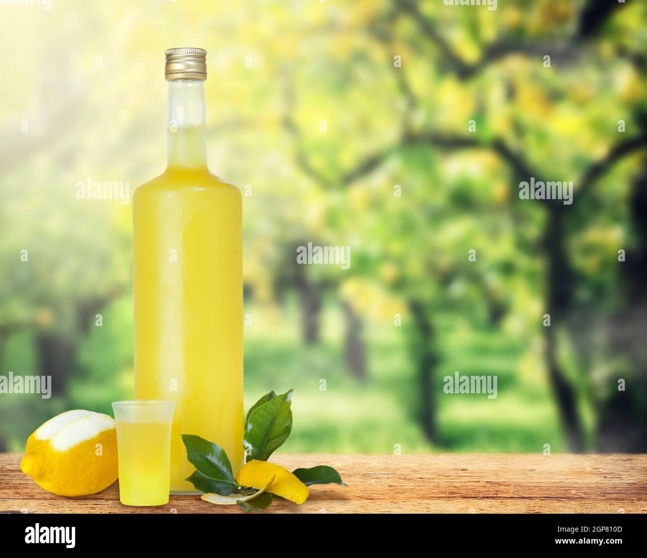 Italian alcoholic beverage, Limoncello on wooden table over lemon trees ...