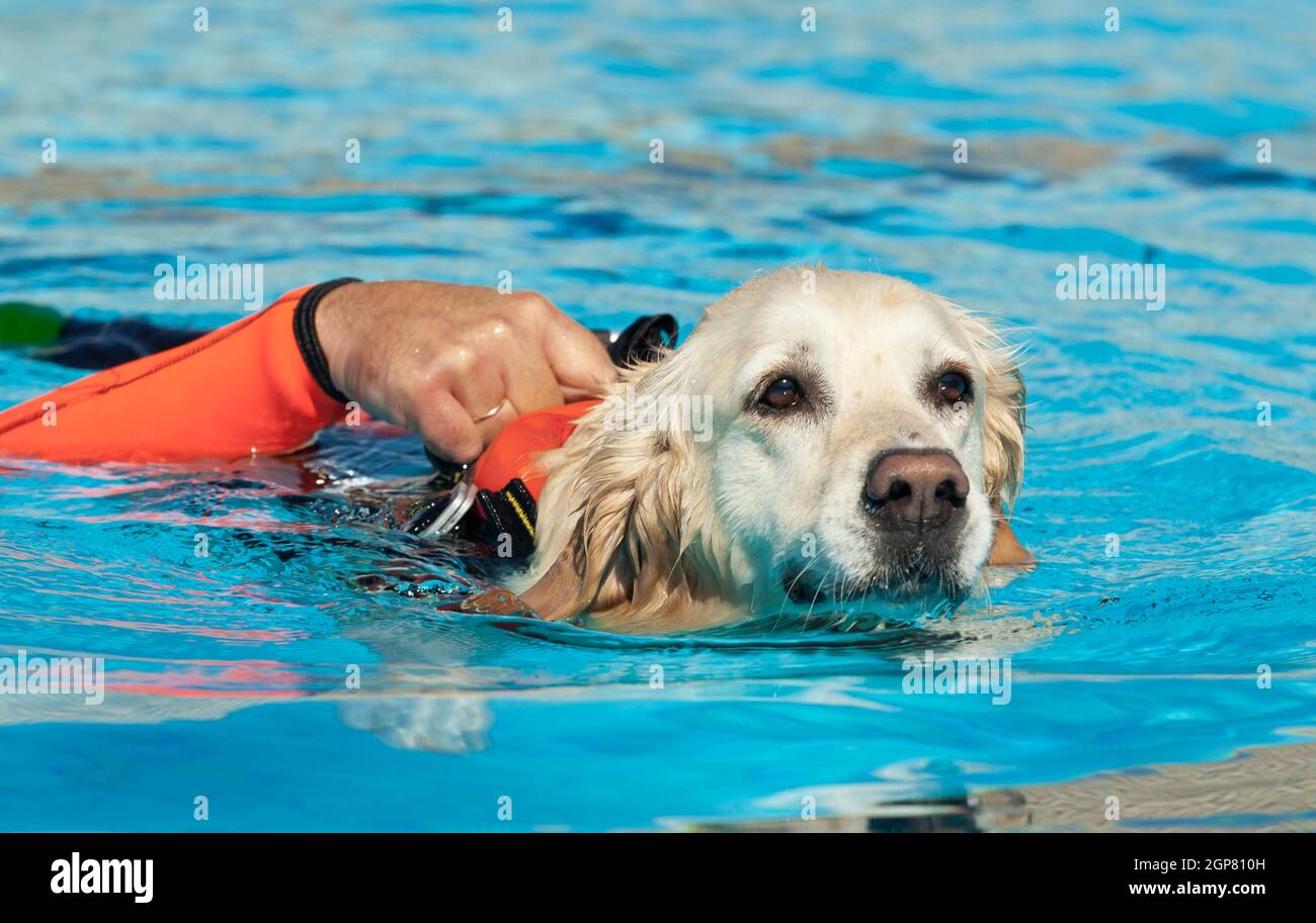 Lifeguard dog, rescue demonstration with the dogs in the pool Stock ...