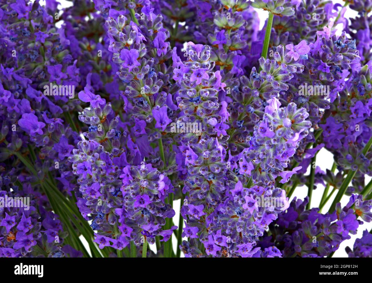 Lavender flower isolated on white background Stock Photo - Alamy