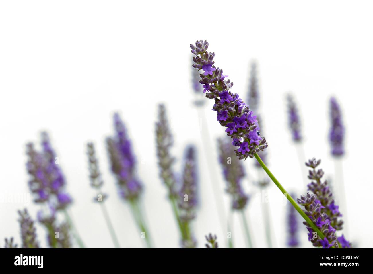 Lavender flower isolated on white background Stock Photo - Alamy