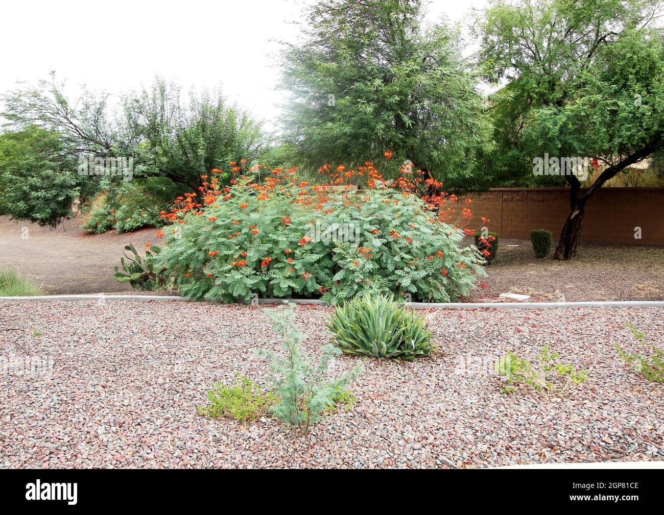 Caesalpinia pulcherrima flowers blooming hi-res stock photography and ...