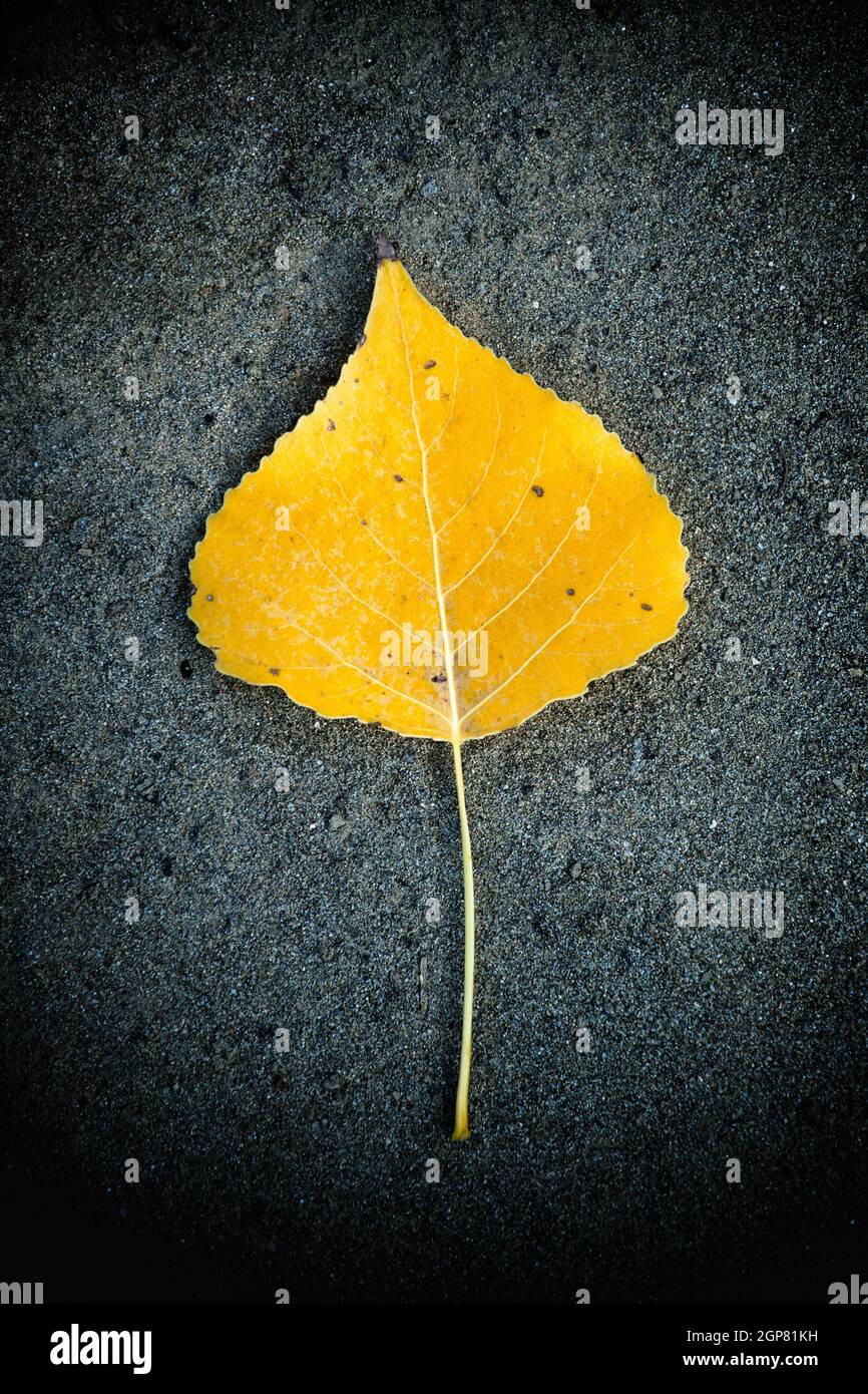 Autumn period hi-res stock photography and images - Alamy