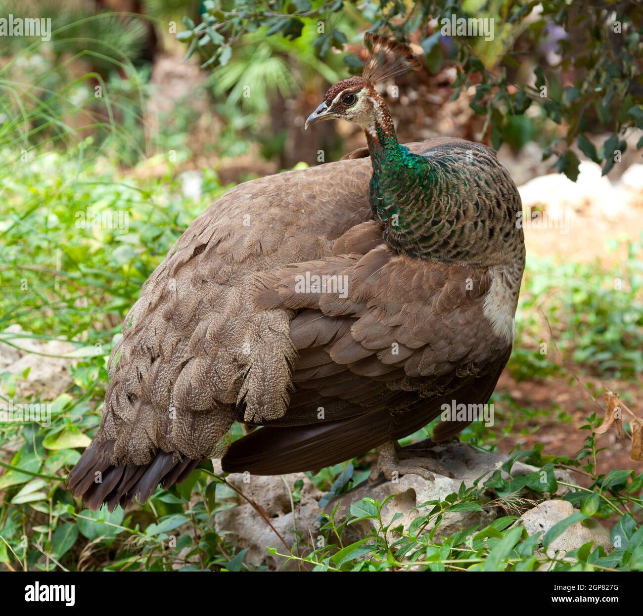 Fat peacock on a green grass and trees Stock Photo - Alamy