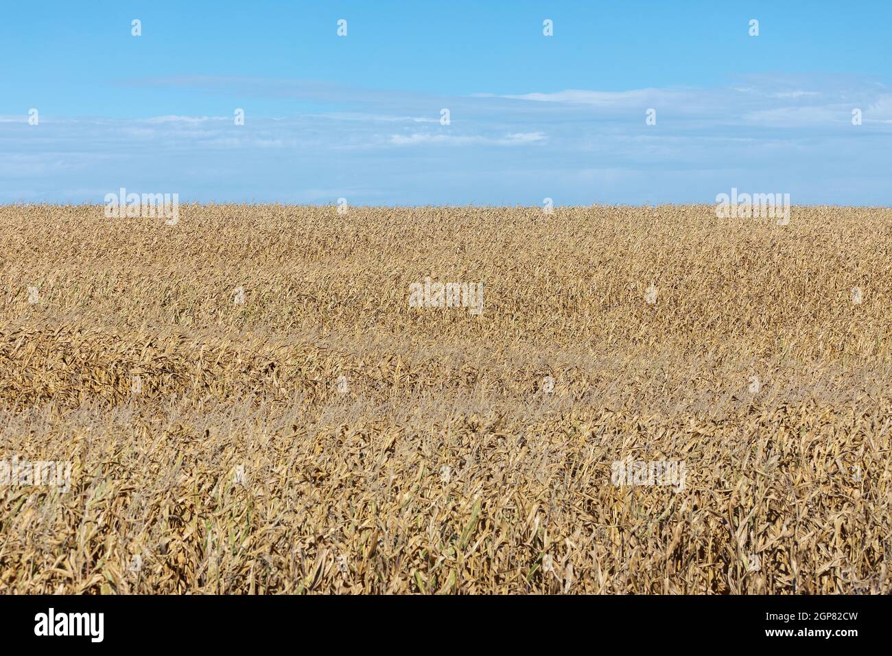 Amber waves of grain hi-res stock photography and images - Alamy
