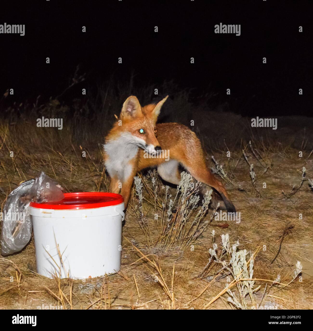 The fox at night is looking for food. The fox is next to a white bucket ...